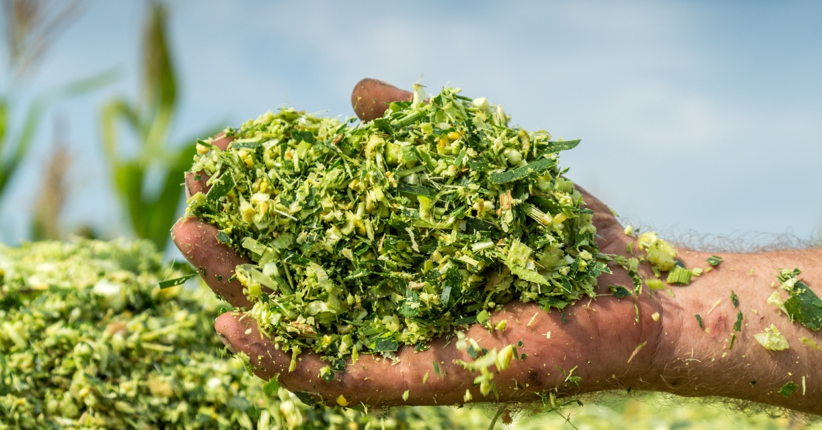 Effects of cutting height and bacterial inoculant on corn silage ...