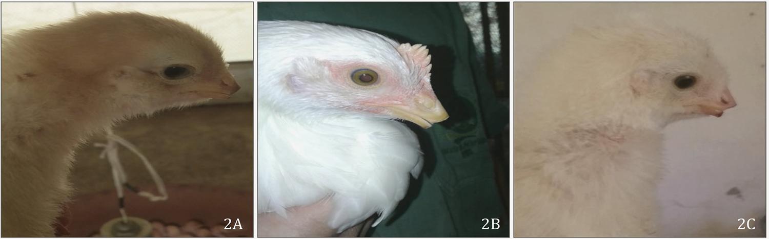 Beak trimming using infrared, hot blade straight cut, and hot blade V ...